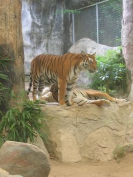 Best Zoos in Thailand – Chiang Mai, Dusit Zoo and More – Tasty Thailand